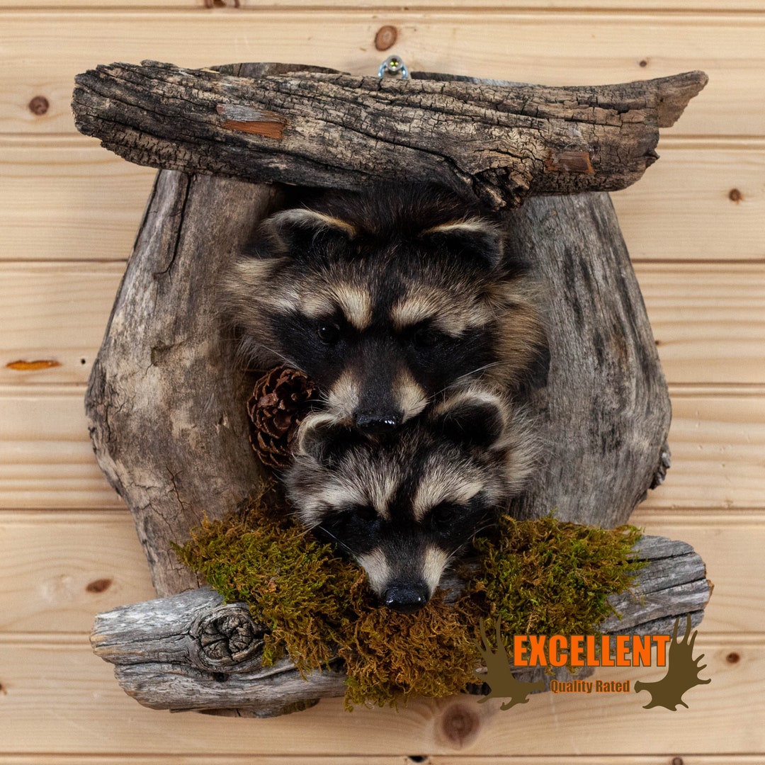 Excellent Pair of Raccoon Kits Peeking Taxidermy Mount SW10930 - Etsy