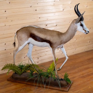 Excellent African Springbok Life-size Full Body Taxidermy Mount JC6025 ...