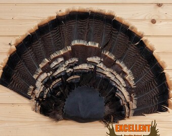 Wild Turkey Tail Fan - Etsy