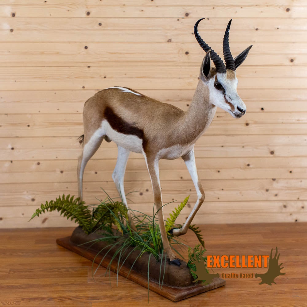 Excellent African Springbok Life-size Full Body Taxidermy Mount JC6025 ...