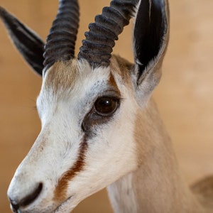 Excellent African Springbok Life-size Full Body Taxidermy Mount JC6025 ...