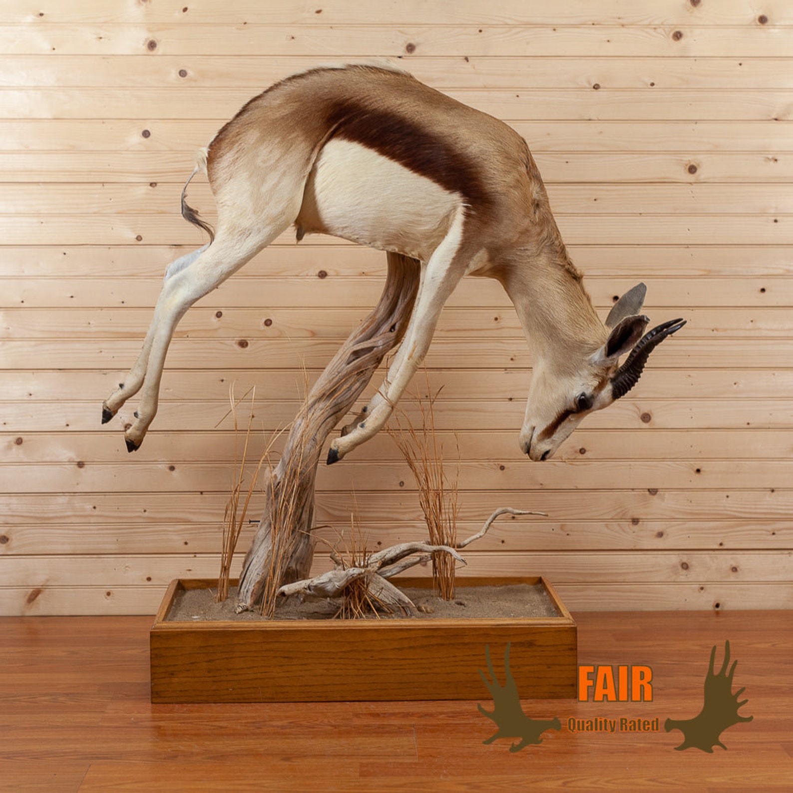 African Springbok Life-size Full Body Taxidermy Mount GB4130 - Etsy