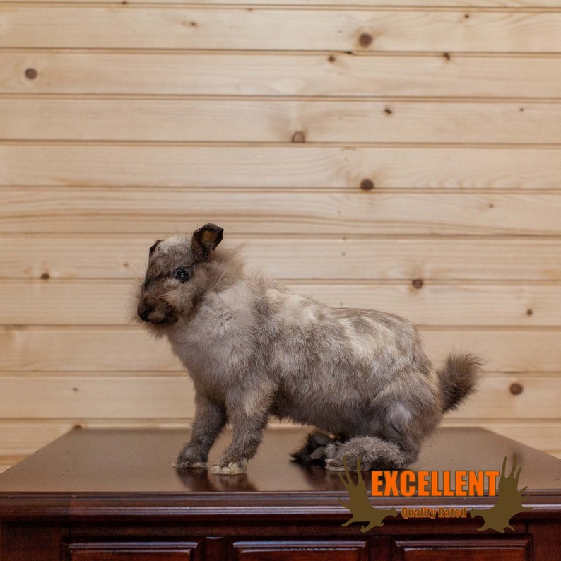 Lionhead Rabbit Taxidermy Mount - Etsy