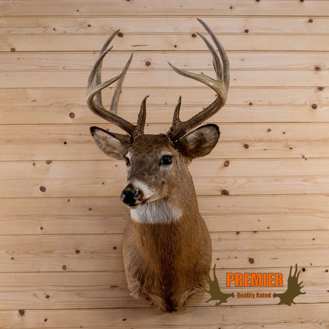 Premier 11-point Whitetail Buck Taxidermy Mount GB4215 - Etsy