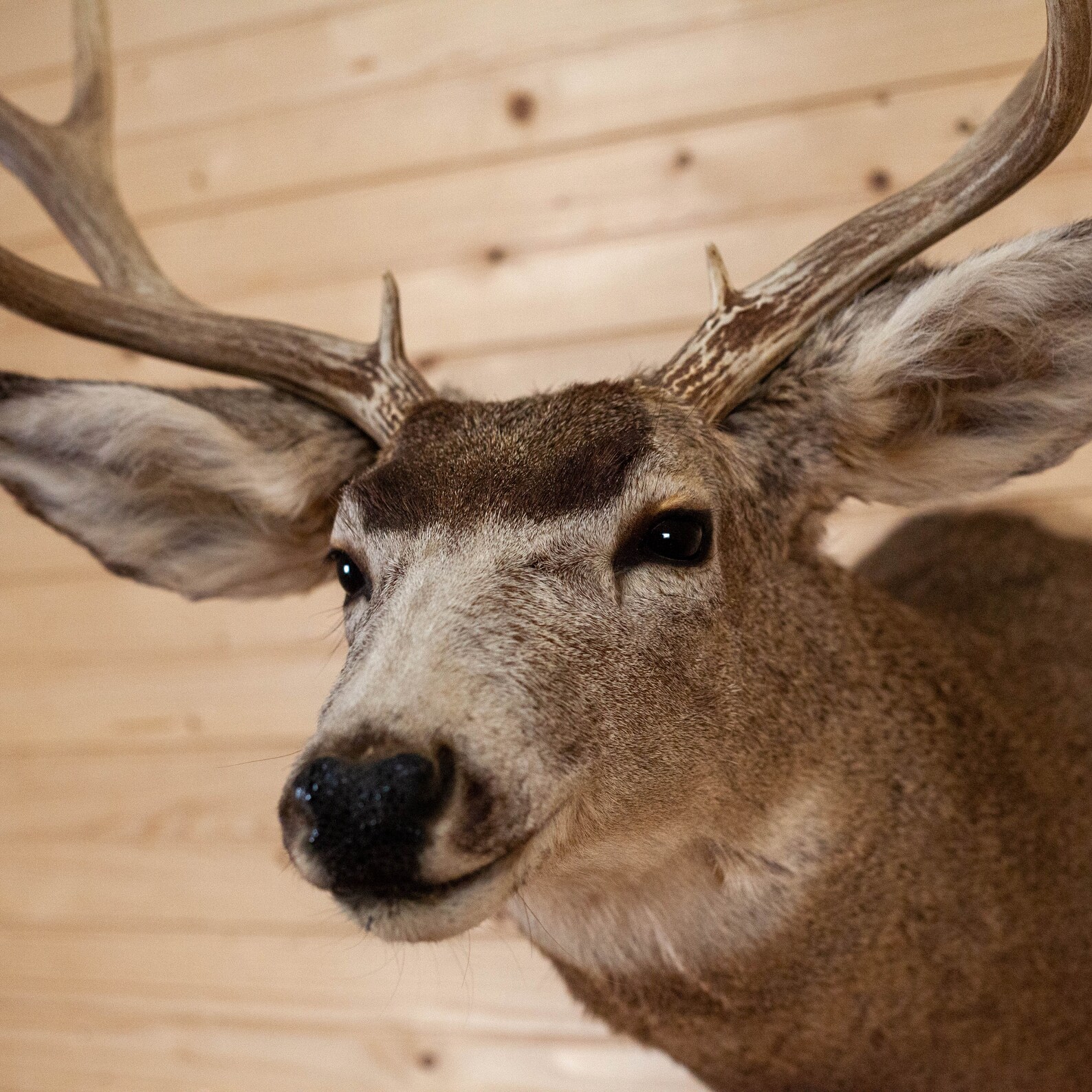 Excellent 10 Point Mule Deer Buck Deer Taxidermy Shoulder | Etsy