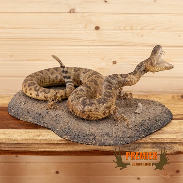Mounted Rattlesnake - Etsy