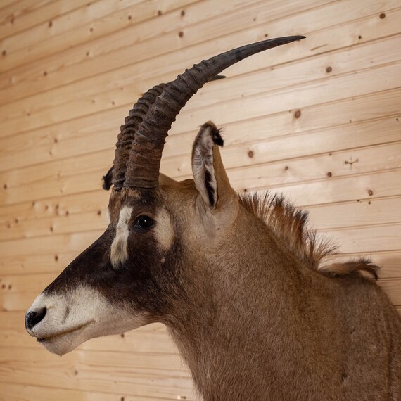 Sable Antelope Head