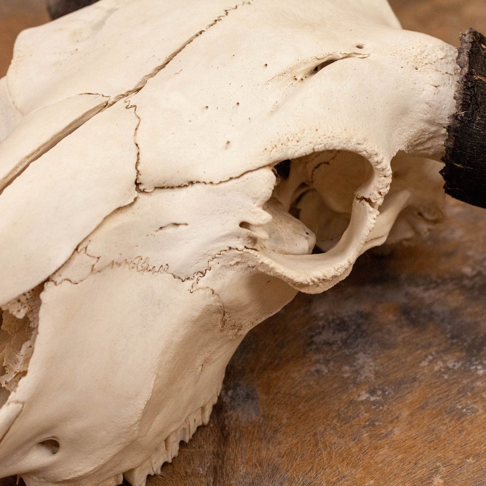 Excellent Bison Skull SW10739 - Etsy