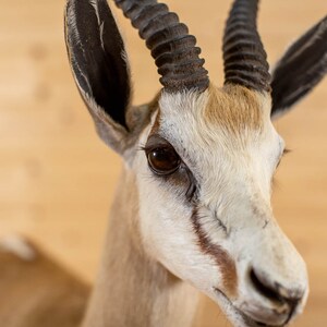 Excellent African Springbok Life-size Full Body Taxidermy Mount JC6025 ...