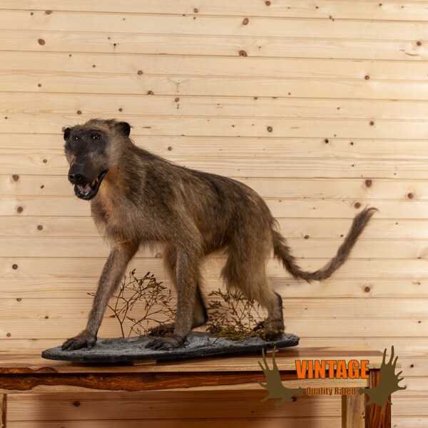 Baboon Taxidermy - Etsy