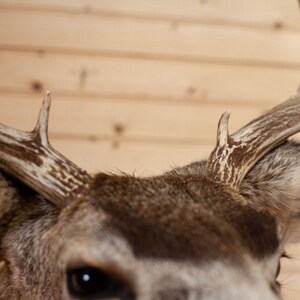 Excellent 10 Point Mule Deer Buck Deer Taxidermy Shoulder Mount SW10978 ...