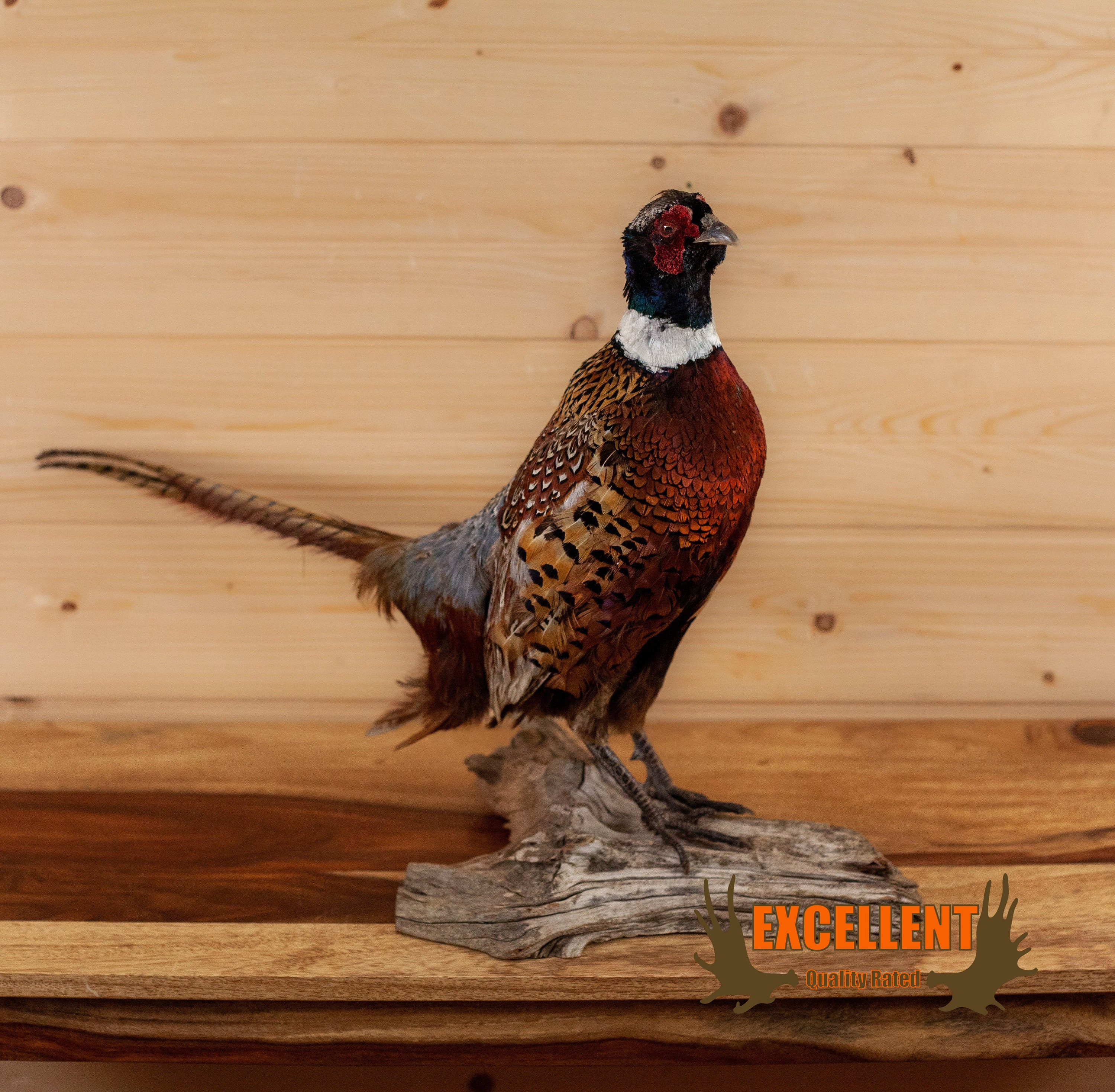 Ringneck Pheasant Mounts