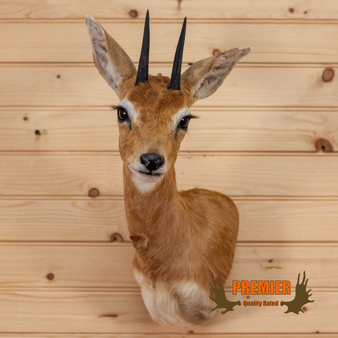 Premier African Steenbok Taxidermy Wall Pedestal Mount SW10988 - Etsy