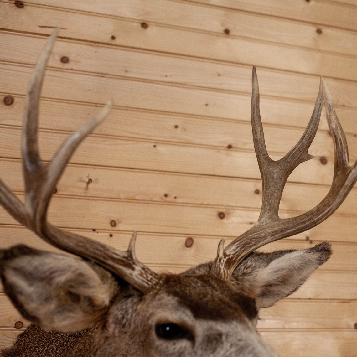 Excellent 10 Point Mule Deer Buck Deer Taxidermy Shoulder - Etsy