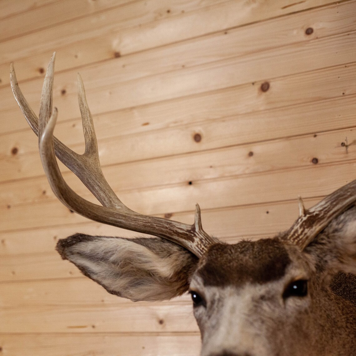 Excellent 10 Point Mule Deer Buck Deer Taxidermy Shoulder - Etsy
