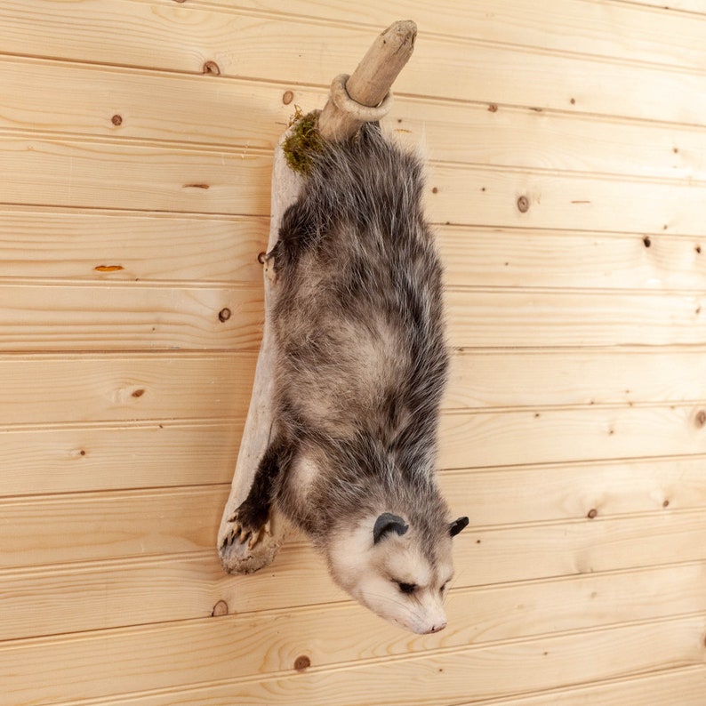 Opossum on Branch Full Body Taxidermy Mount SW10497 | Etsy