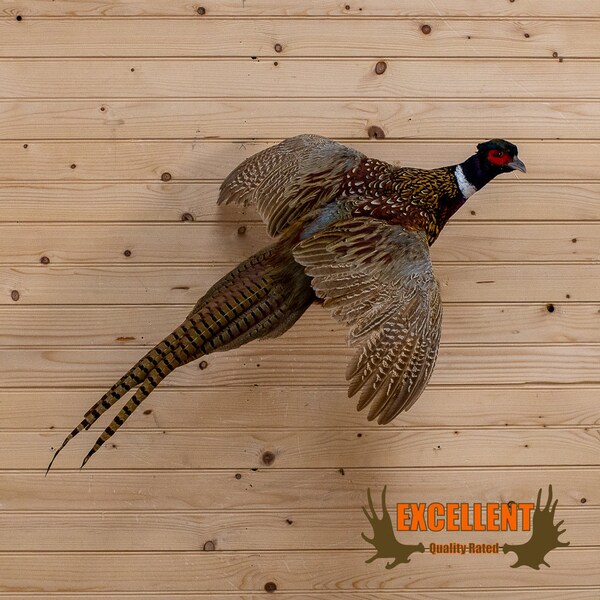 Flying Pheasant Mount - Etsy