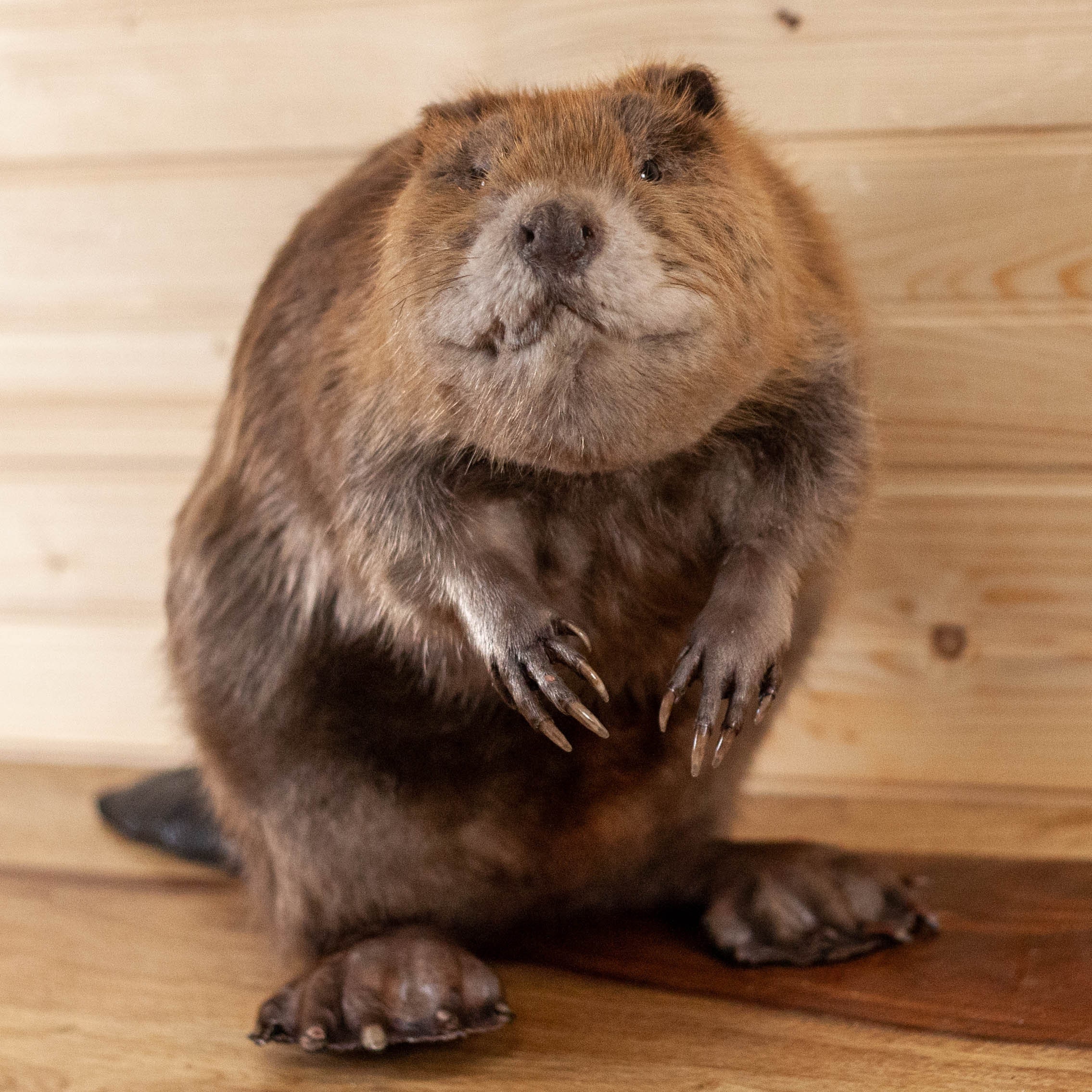 Premier Beaver Full Body Taxidermy Mount SW10761 - Etsy