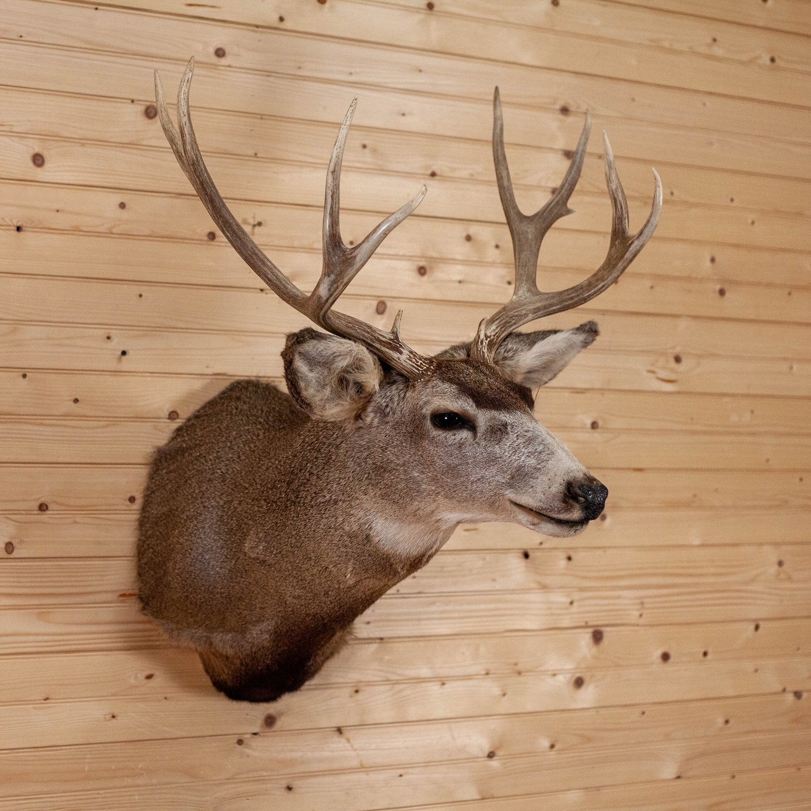 Excellent 10 Point Mule Deer Buck Deer Taxidermy Shoulder - Etsy