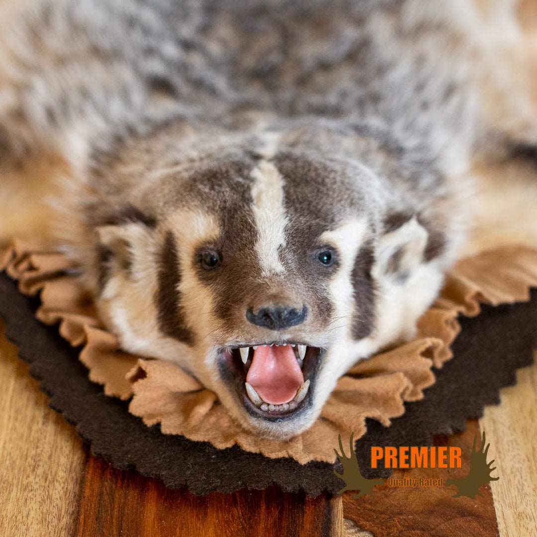 Premier Badger Rug Taxidermy Mount GB4155 - Etsy