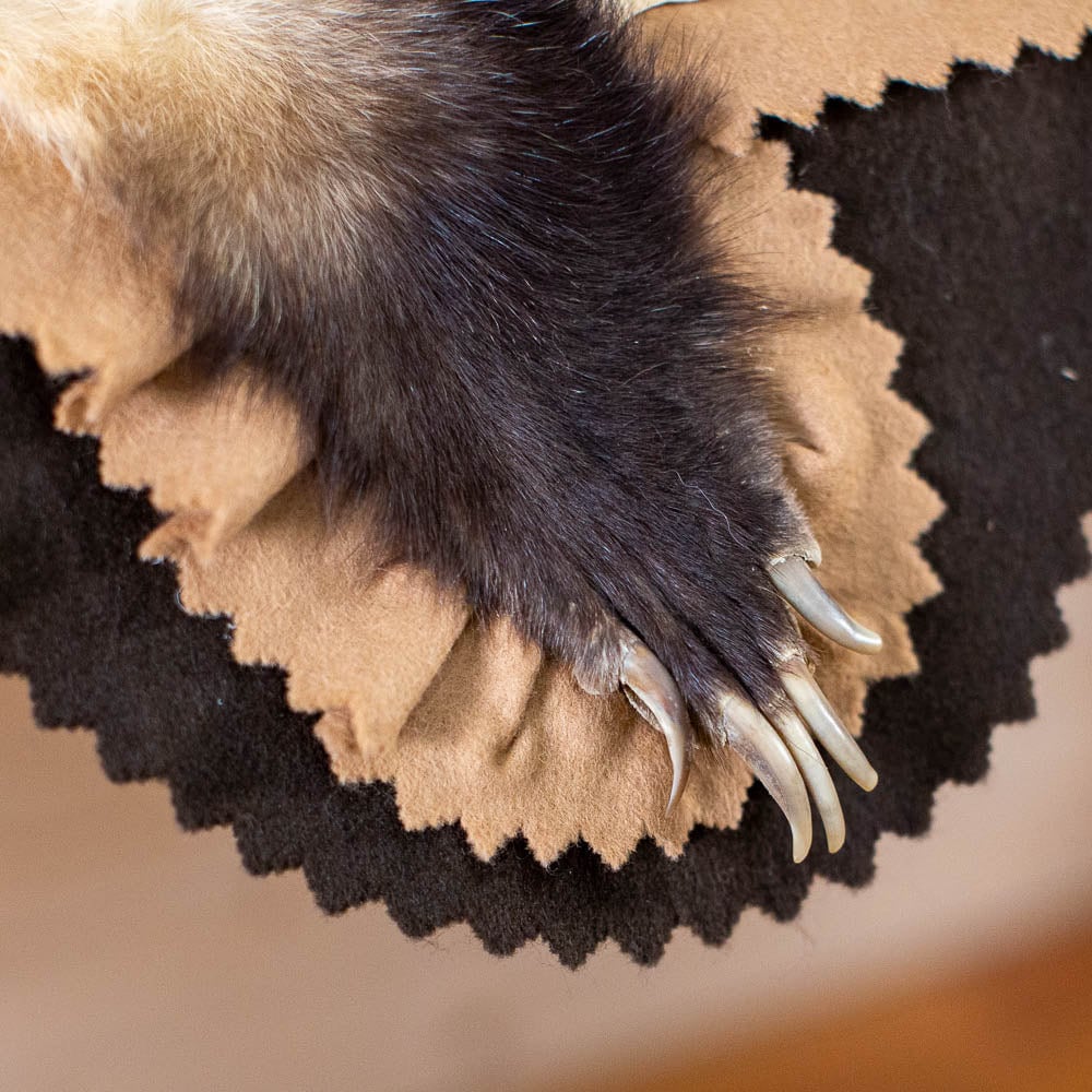 Premier Badger Rug Taxidermy Mount GB4155 - Etsy