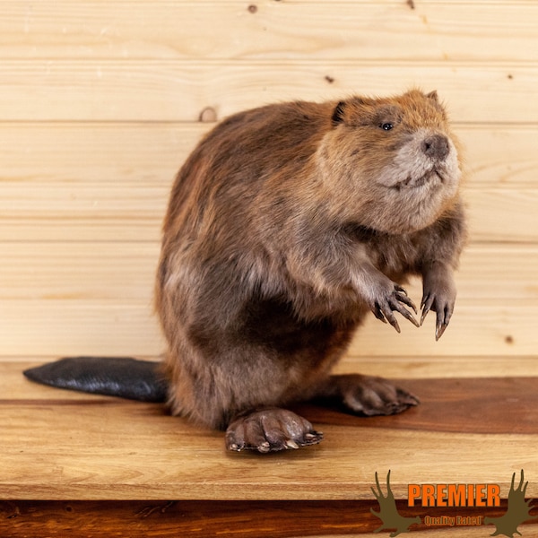 Taxidermy Beaver - Etsy