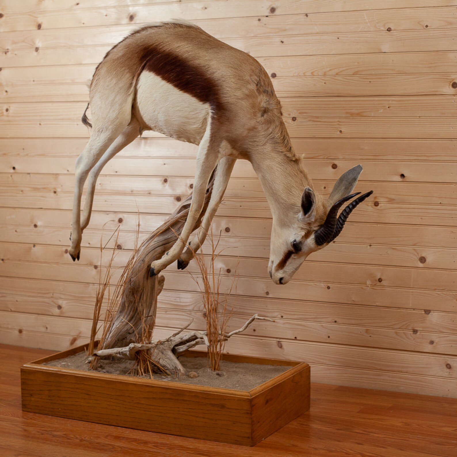 African Springbok Life-size Full Body Taxidermy Mount GB4130 - Etsy