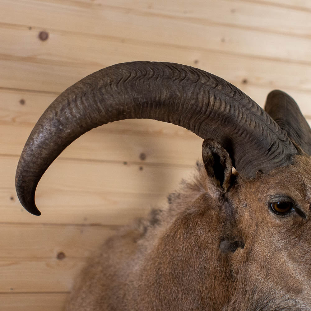 Barbary Sheep Mount