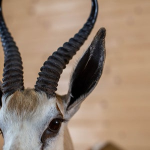 Excellent African Springbok Life-size Full Body Taxidermy Mount JC6025 ...