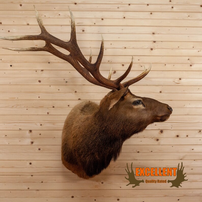Excellent 6X6 Rocky Mountain Elk Taxidermy Mount SW10869 - Etsy