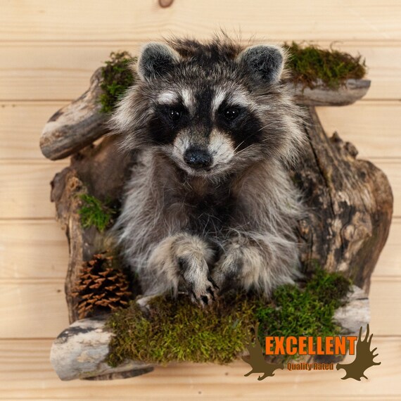 Excellent Raccoon