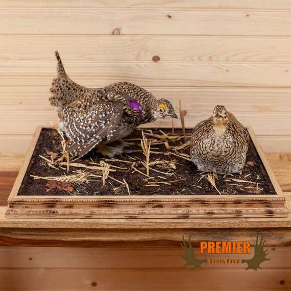 Sharptail Grouse Mounts