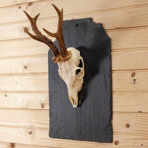 Roe Deer Antler Skull European Mount SW10694 - Etsy