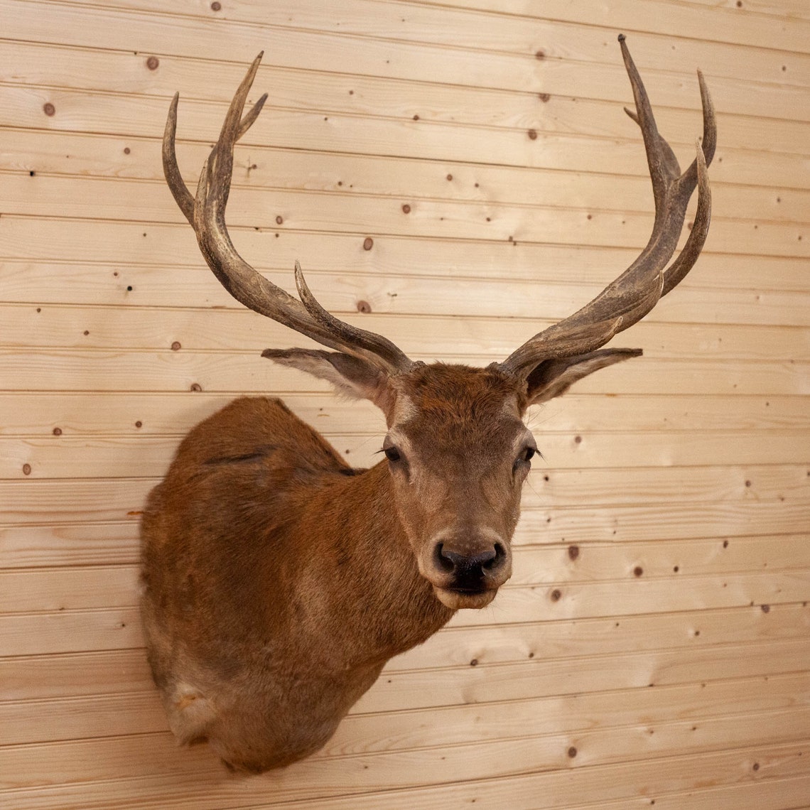 12 Point Red Deer Stag Taxidermy Shoulder Mount SW10311 | Etsy