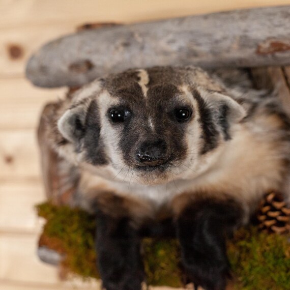 Art Objects Art & Collectibles Taxidermy European black and white ...