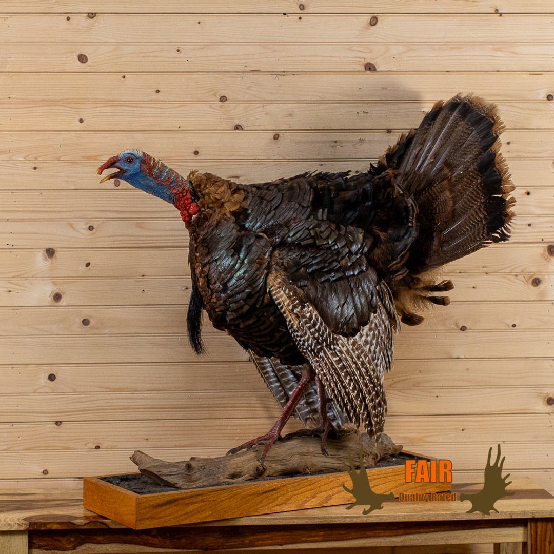 Eastern Tom Turkey Full-body Lifesize Taxidermy Mount SN4022 - Etsy