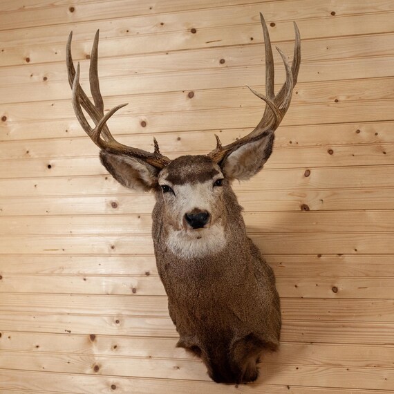 Cool Mule Deer Mounts