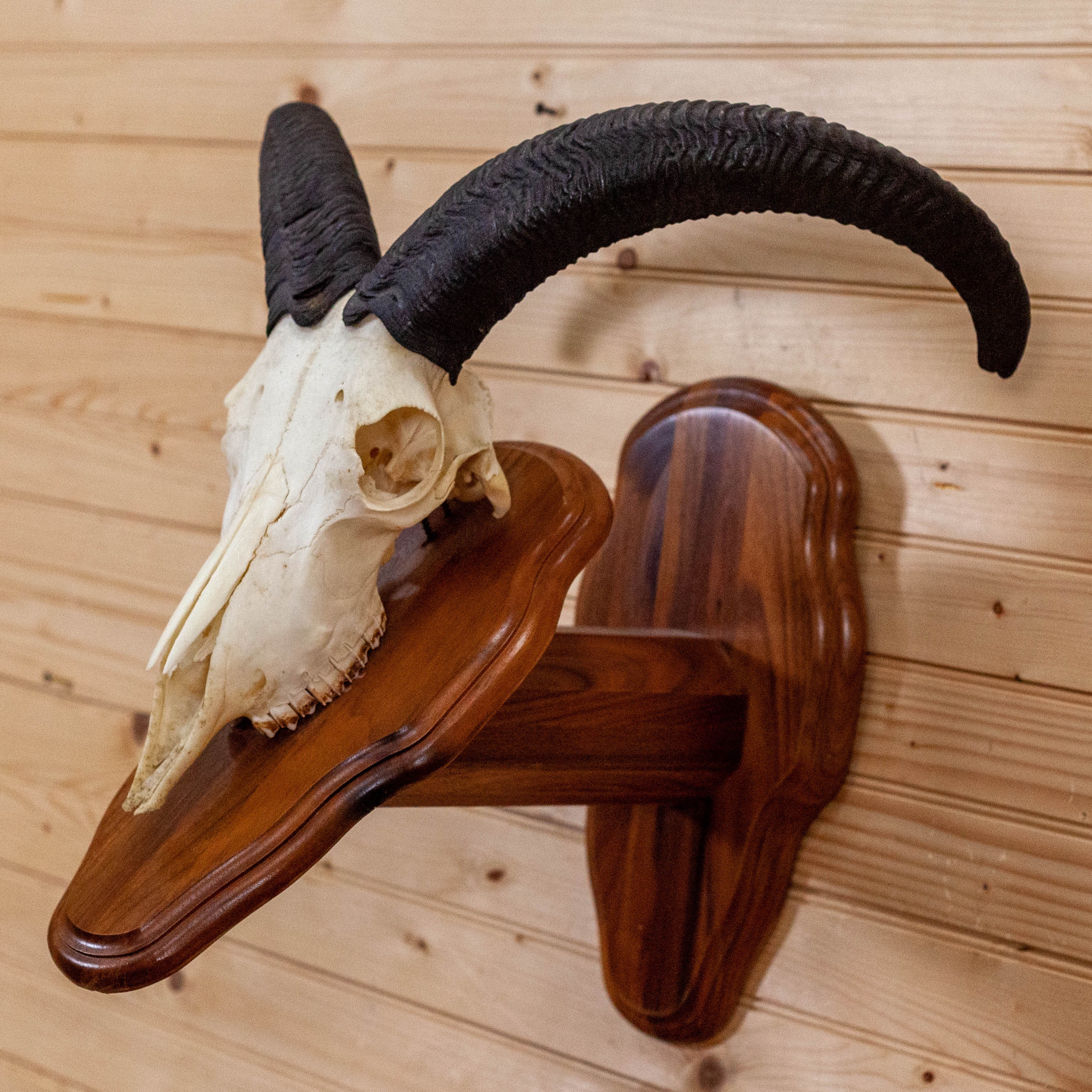 Excellent Female Aoudad Barbary Sheep Taxidermy European Mount | Etsy