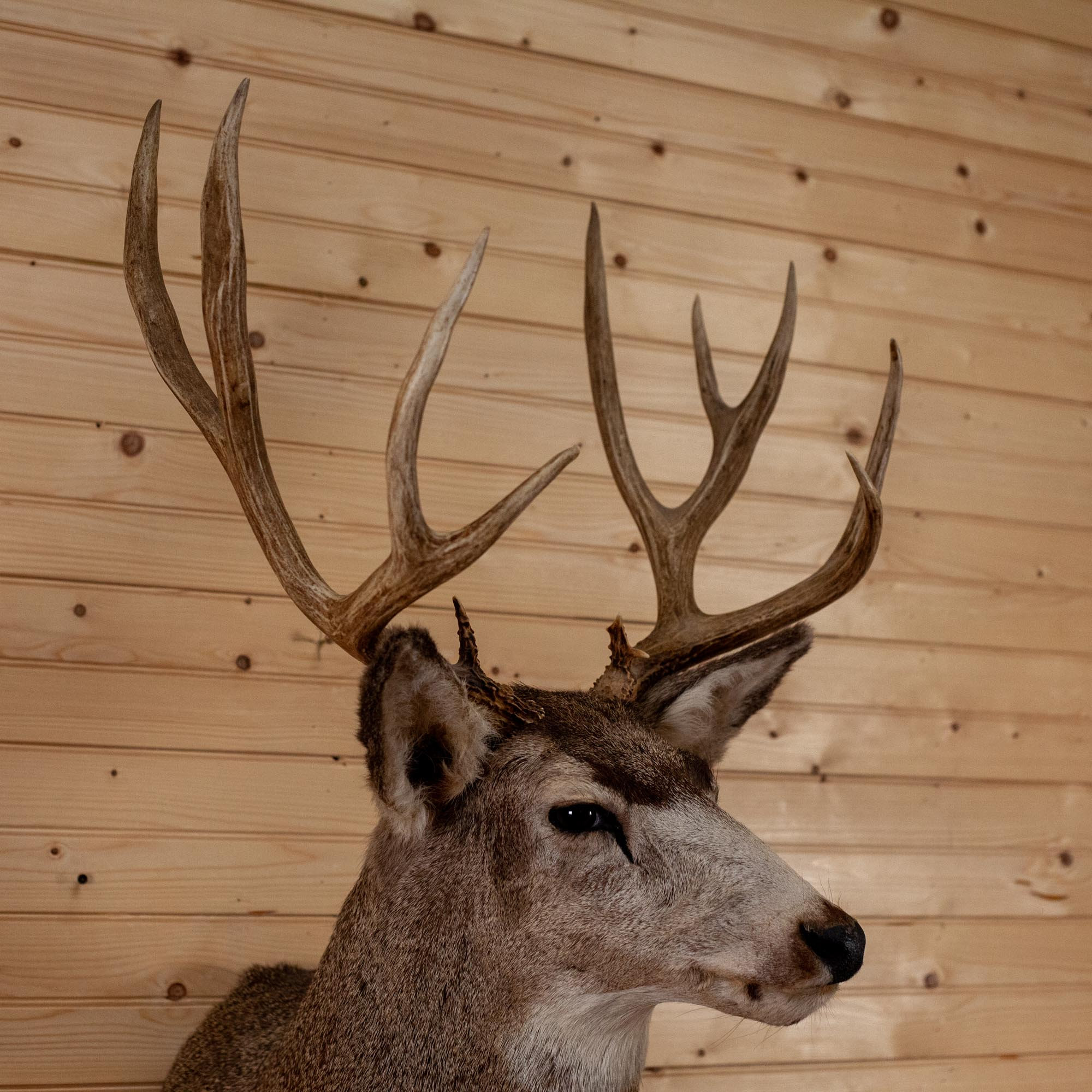 Excellent 5X6 11 Point Mule Deer Buck Deer Taxidermy Shoulder - Etsy