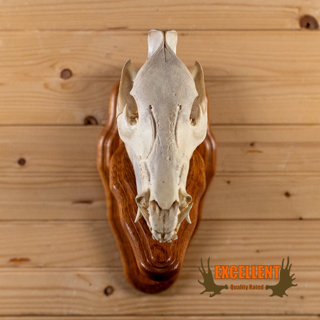 Excellent Javelina Taxidermy Skull on Hanging Pedestal GB4218 - Etsy