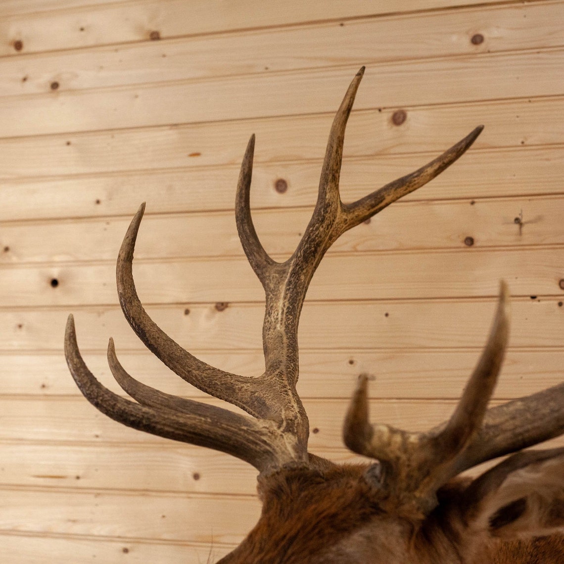 12 Point Red Deer Stag Taxidermy Shoulder Mount SW10311 | Etsy