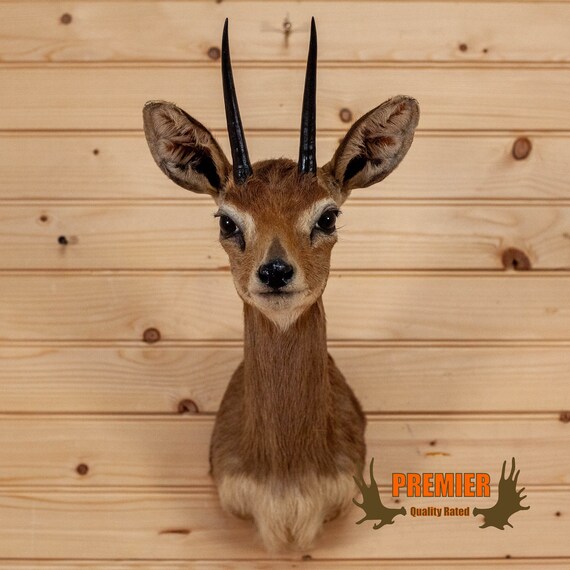 Vintage Steenbok