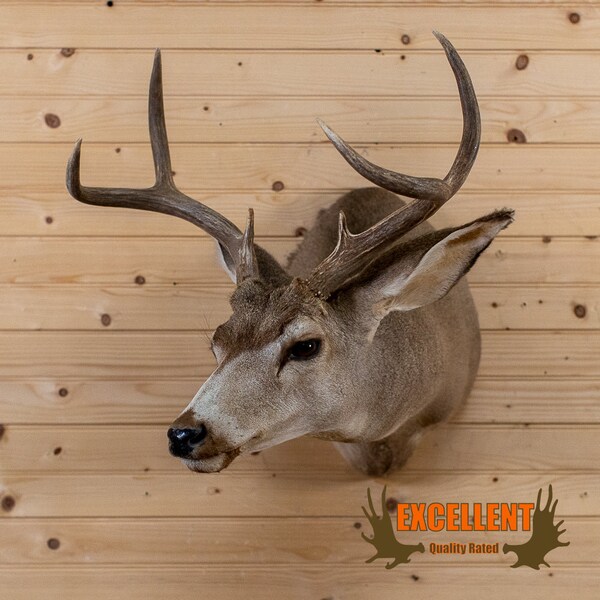 Mounted Deer Antlers - Etsy
