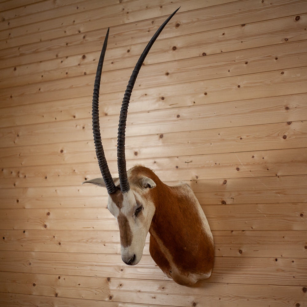 Scimitar Oryx Mounts