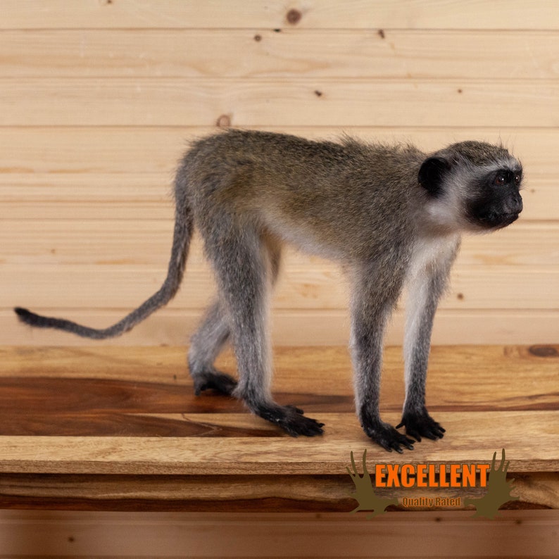 Excellent Vervet Monkey Full Body Lifesize Taxidermy Mount | Etsy