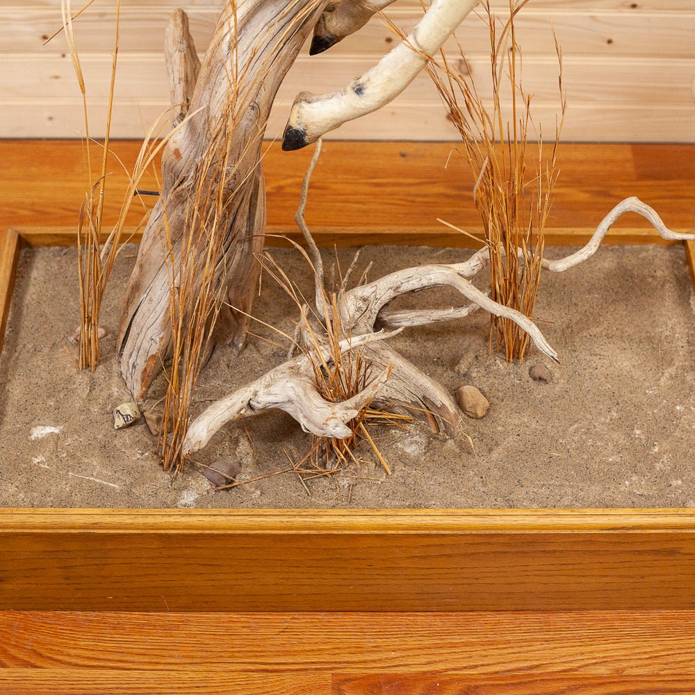 African Springbok Life-size Full Body Taxidermy Mount GB4130 - Etsy