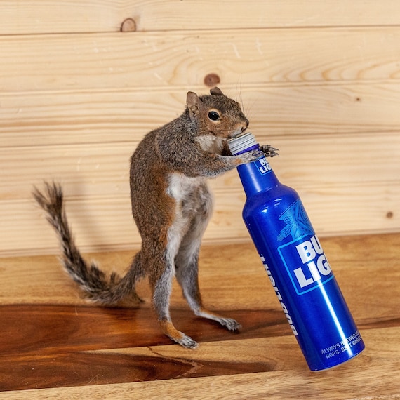 Squirrel Drinking Beer