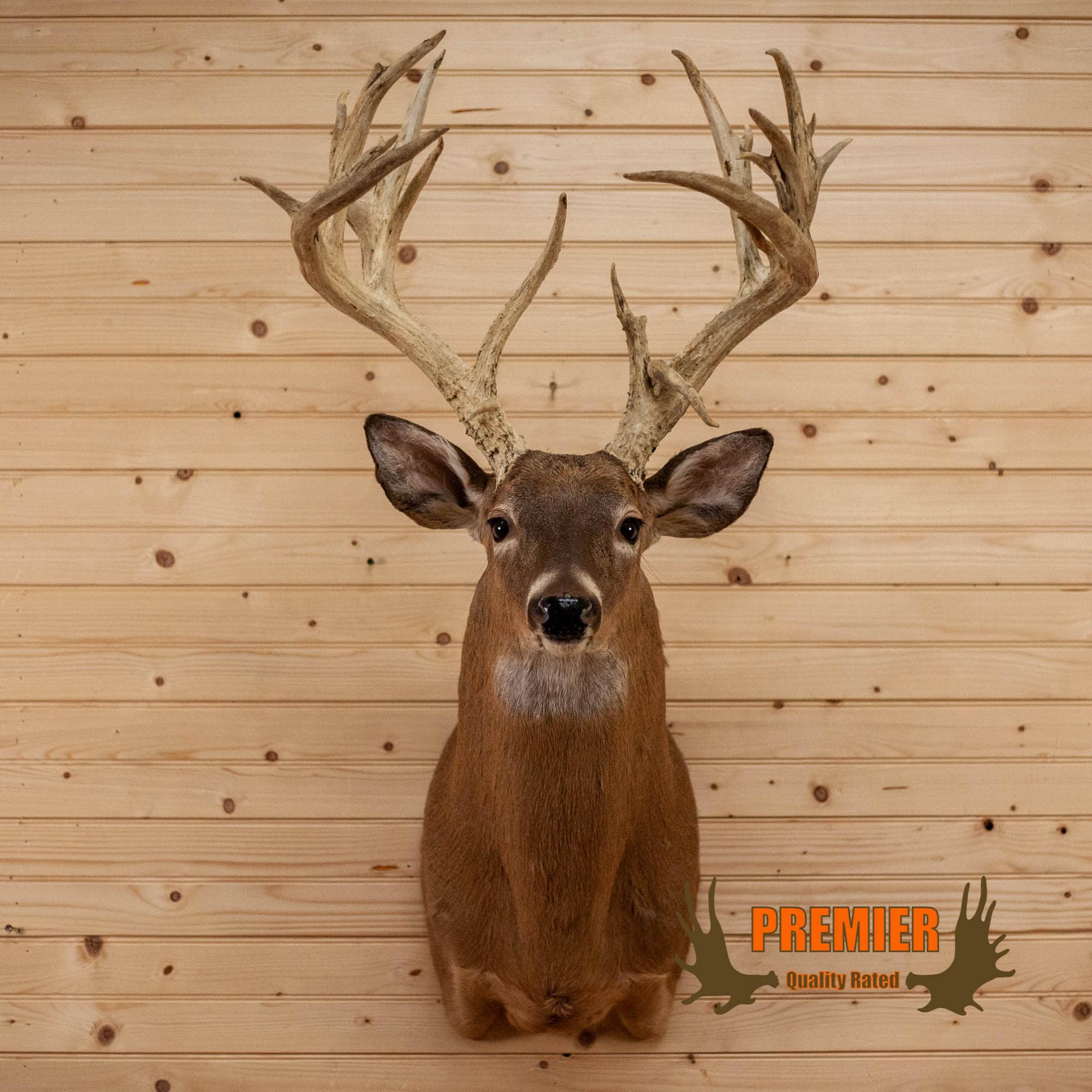 Premier Monster 18 Point Whitetail Buck Deer Taxidermy | Etsy