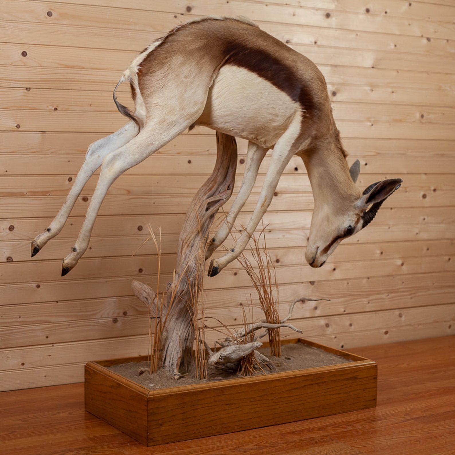African Springbok Life-size Full Body Taxidermy Mount GB4130 - Etsy