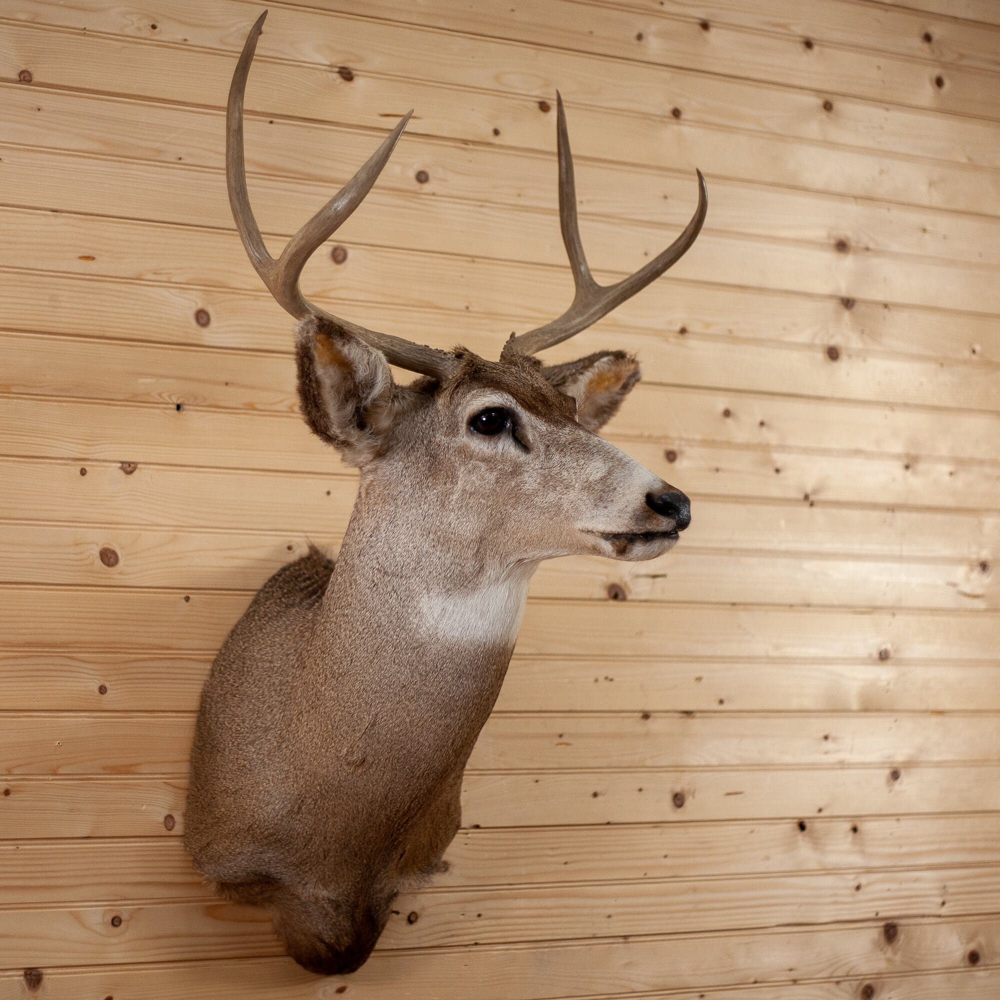 Mule Deer Buck Deer Taxidermy Shoulder Mount GB4132 - Etsy